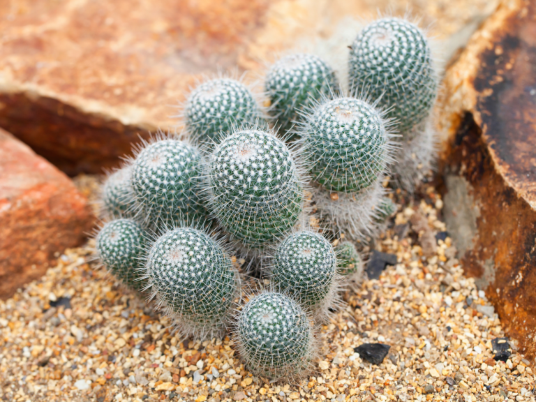 Tipos e modelos de cactos - Como escolher? - Cursos e Dicas