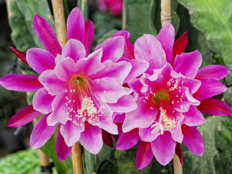 Tipos e modelos de cactos - Como escolher? - Cursos e Dicas